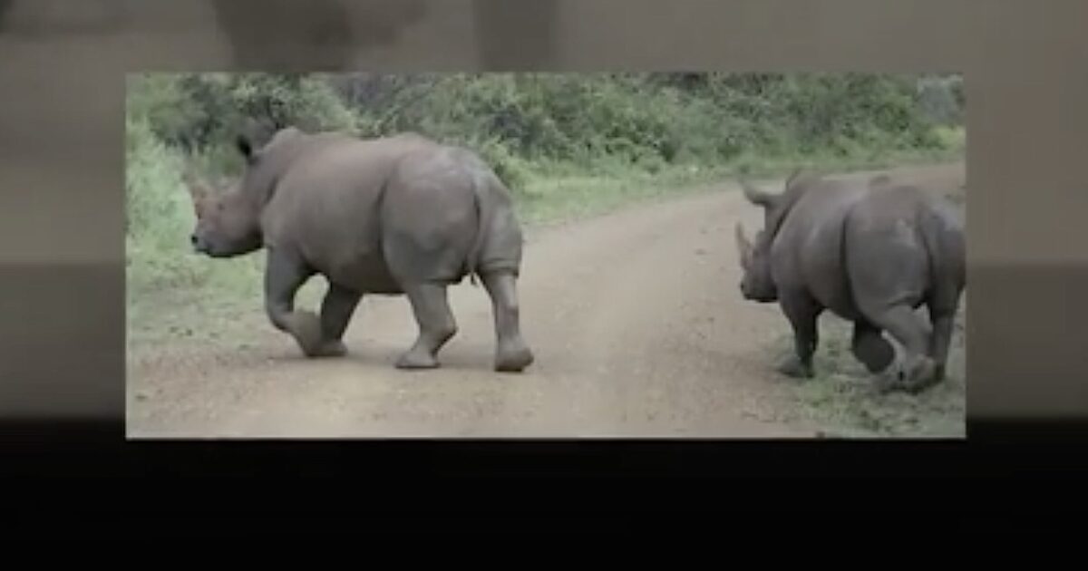 Rhulani Safari Lodge | Rhulani Minute Safari - Synchronic rhino run